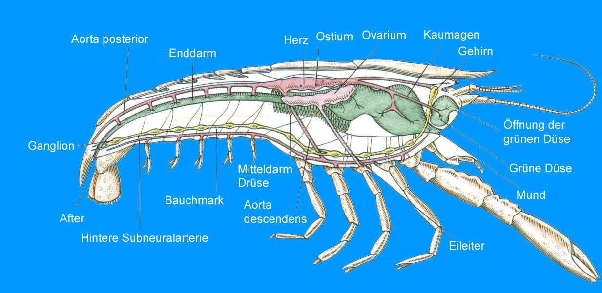 Krebs Tier Definition at Saul Carroll blog